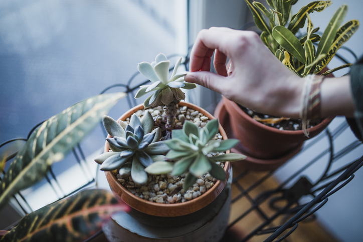 The Best Succulent Plant Foods To Feed Your Succulents | Garden Gate