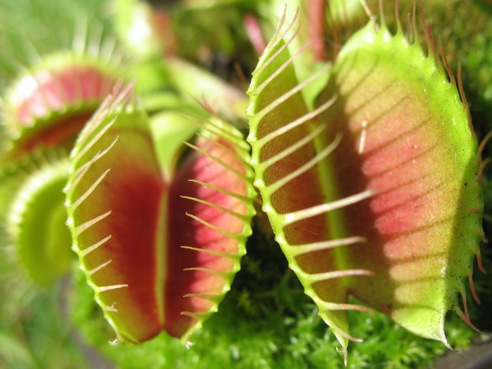 Best Venus Fly Traps Reviewed by Our Team | Garden Gate
