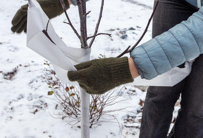 The Best Tree Wraps of 2024 | Garden Gate