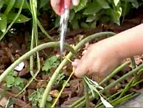 Willow Edging in a Weekend | Garden Gate