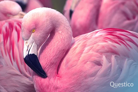 Farbe Rosa: Wirkung auf Seele, Körper und Geist | Questico