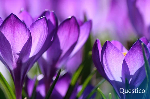Farbe Lila: Bedeutung, Farbwirkung, Symbolik | Questico