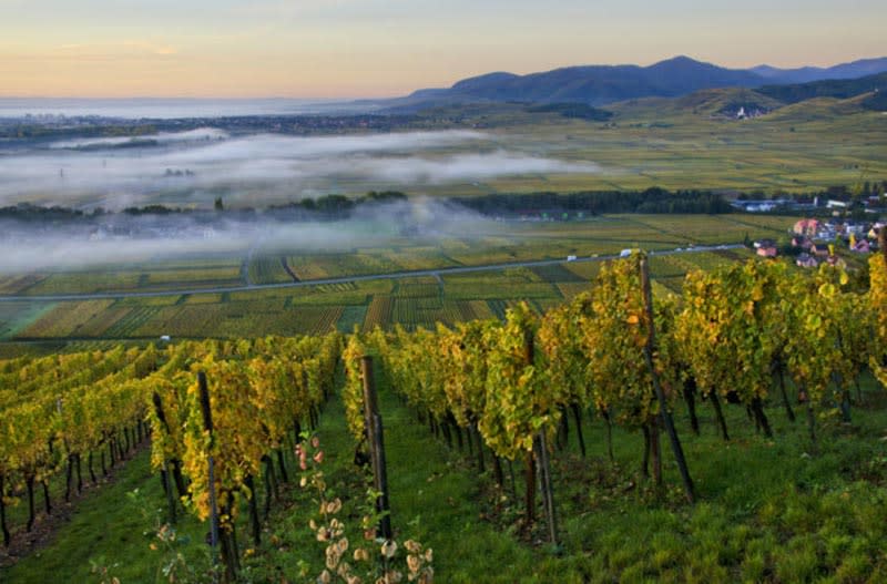 Grand Cru Wine: Classification by Region, 8 Best Bottles (2023)