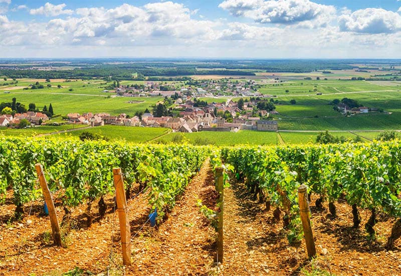 Guide To Burgundy Wine: Subregions, 13 Best Wines, Prices (2023)