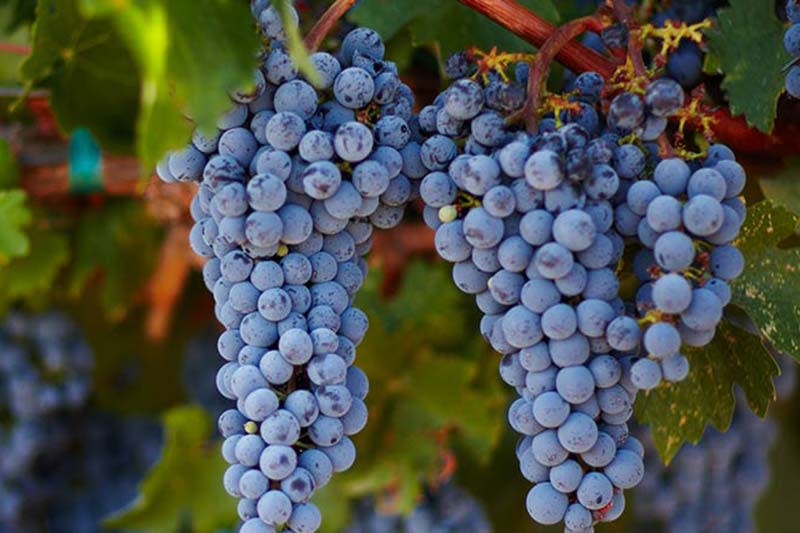 Blackstone Merlot, California: 8 Best Bottles, Taste, Prices (2024)