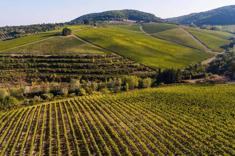 Solaia (Winemaking, Best Wines to Buy in 2023)