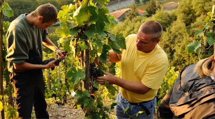 Condrieu (Wine Region, Best Wines, Prices 2023)