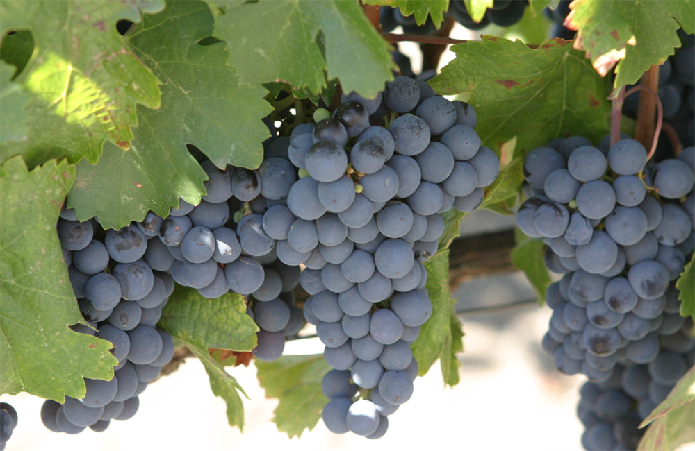 How Does Malbec Taste? (Tasting Notes by Region, Food Pairings)