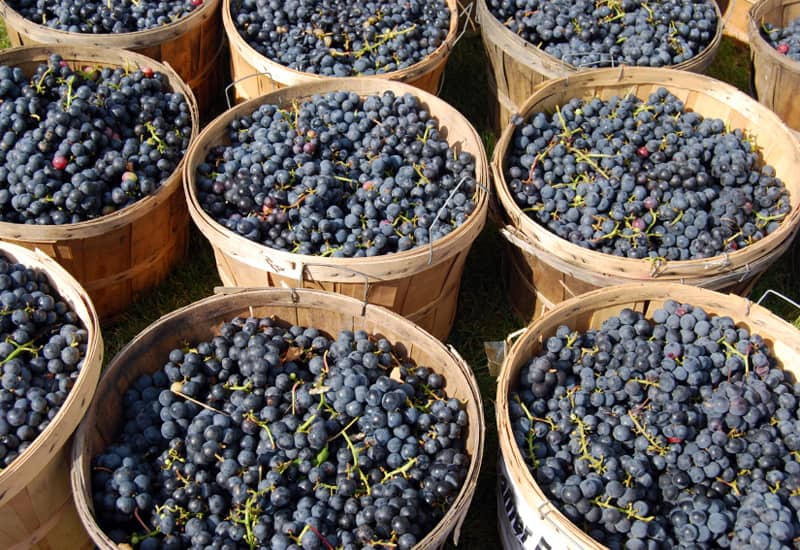 The Best Ruby Port to Enjoy in 2024 (Taste, Ruby vs Tawny Port)