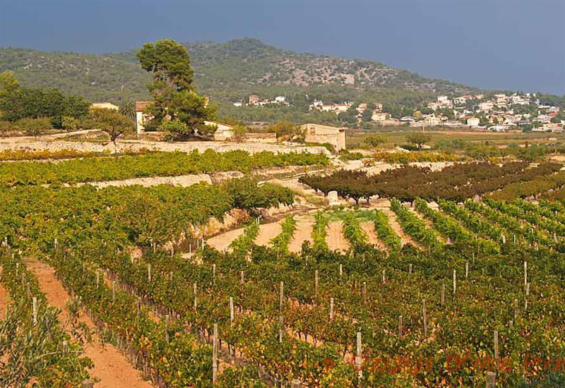 Cava Wine: Regions, Styles, 8 Best Bottles to Try (2024)