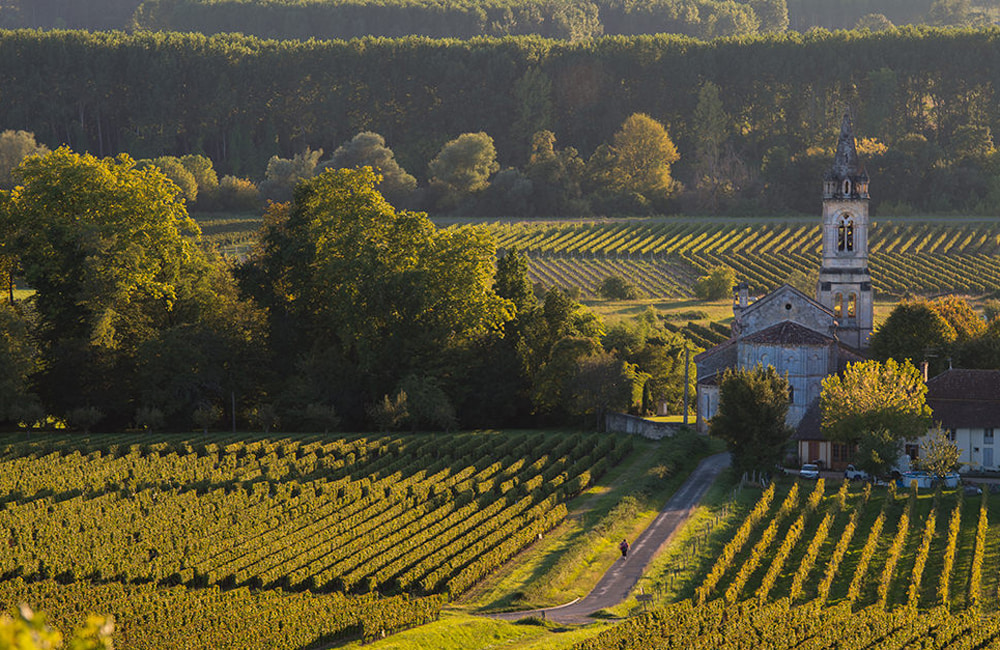 The Spectacular Barsac Wine Region: 10 Best Wines, Prices (2024)