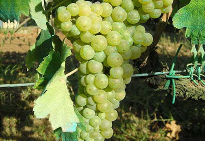 Trebbiano: Grape Varieties, Regions, 10 Delicious Wines (2023)