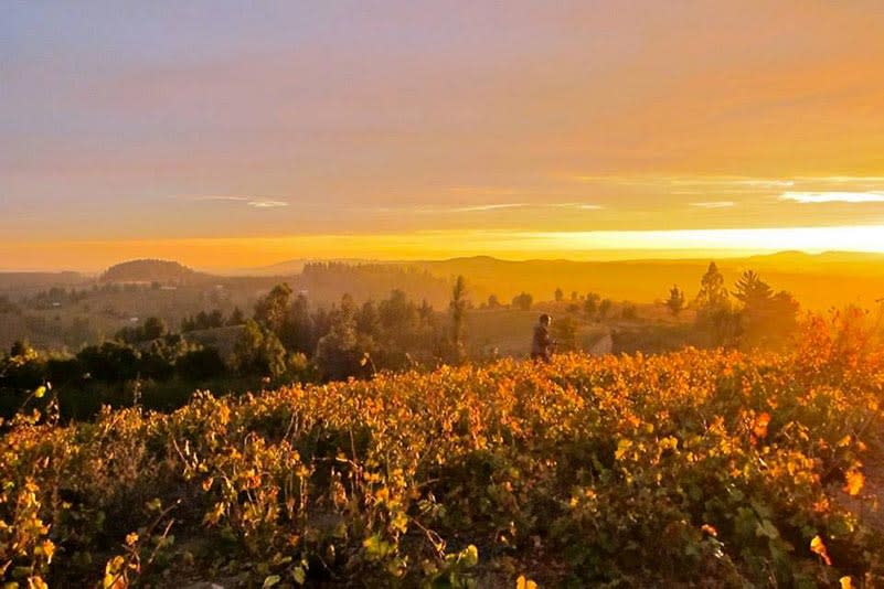 Semillon: Wine Styles, 10 Best Bottles (2023), Tasting Notes