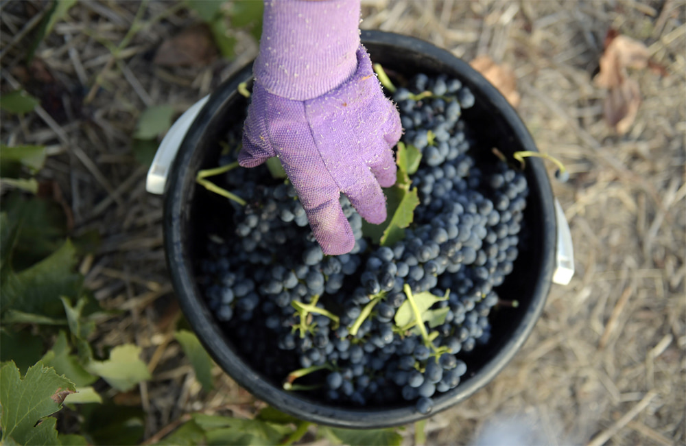 15 Outstanding Australian Shiraz Wines (Taste, Prices, Quick Facts)