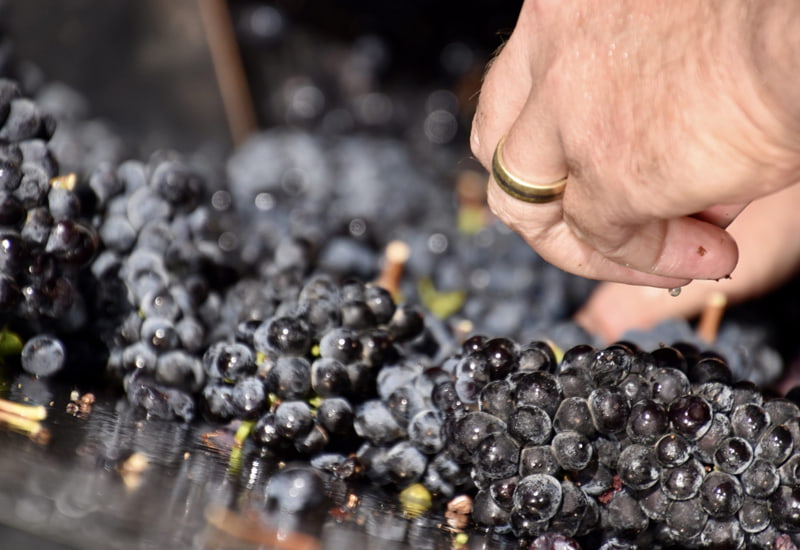 Petit Verdot (Where It Grows, 10 Delicious Wines, Prices 2021)