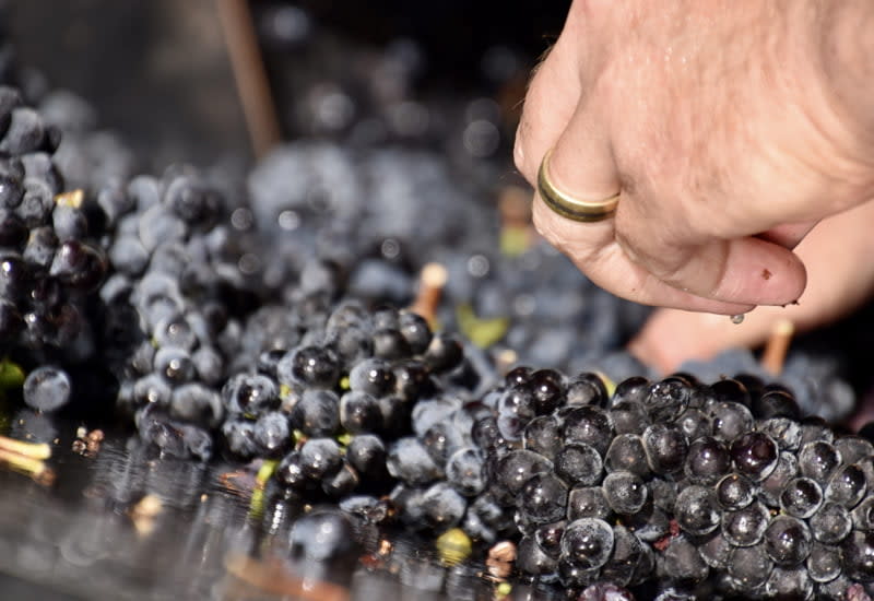 Petit Verdot (Where It Grows, 10 Delicious Wines, Prices 2023)