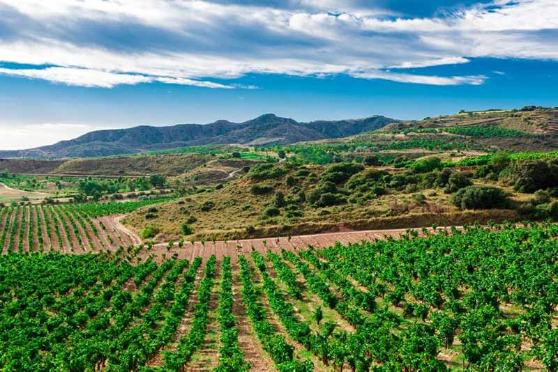 10 Most Famous Spanish Wine Regions (Winemaking, Best Wines 2023)