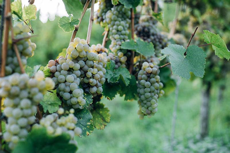 Viognier Wine: 10 Best Wines, Flavors, Wine Regions