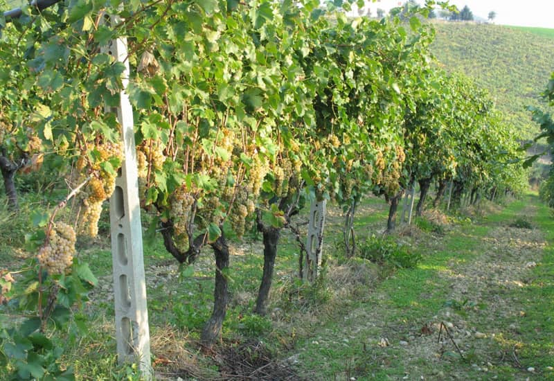 Trebbiano: Grape Varieties, Regions, 10 Delicious Wines (2023)