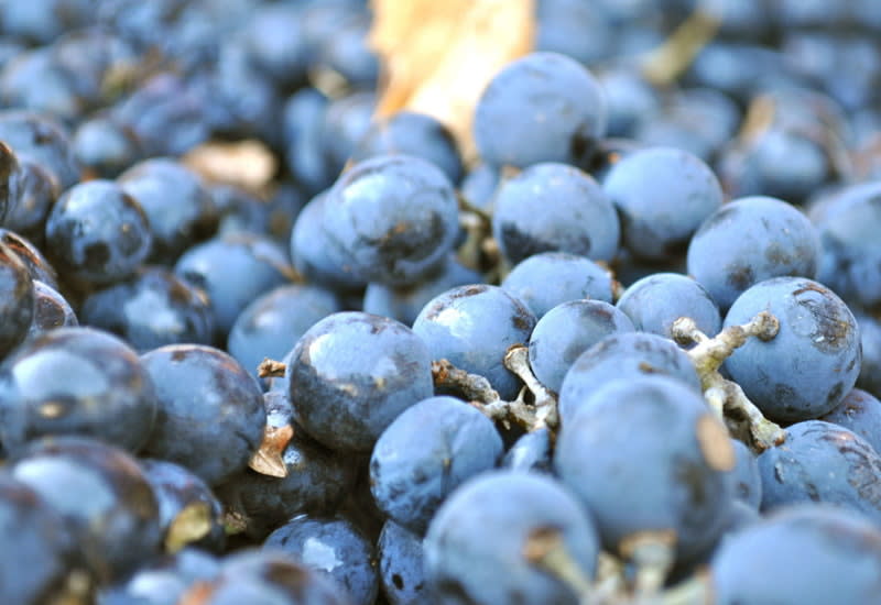 Petit Verdot (Where It Grows, 10 Delicious Wines, Prices 2023)