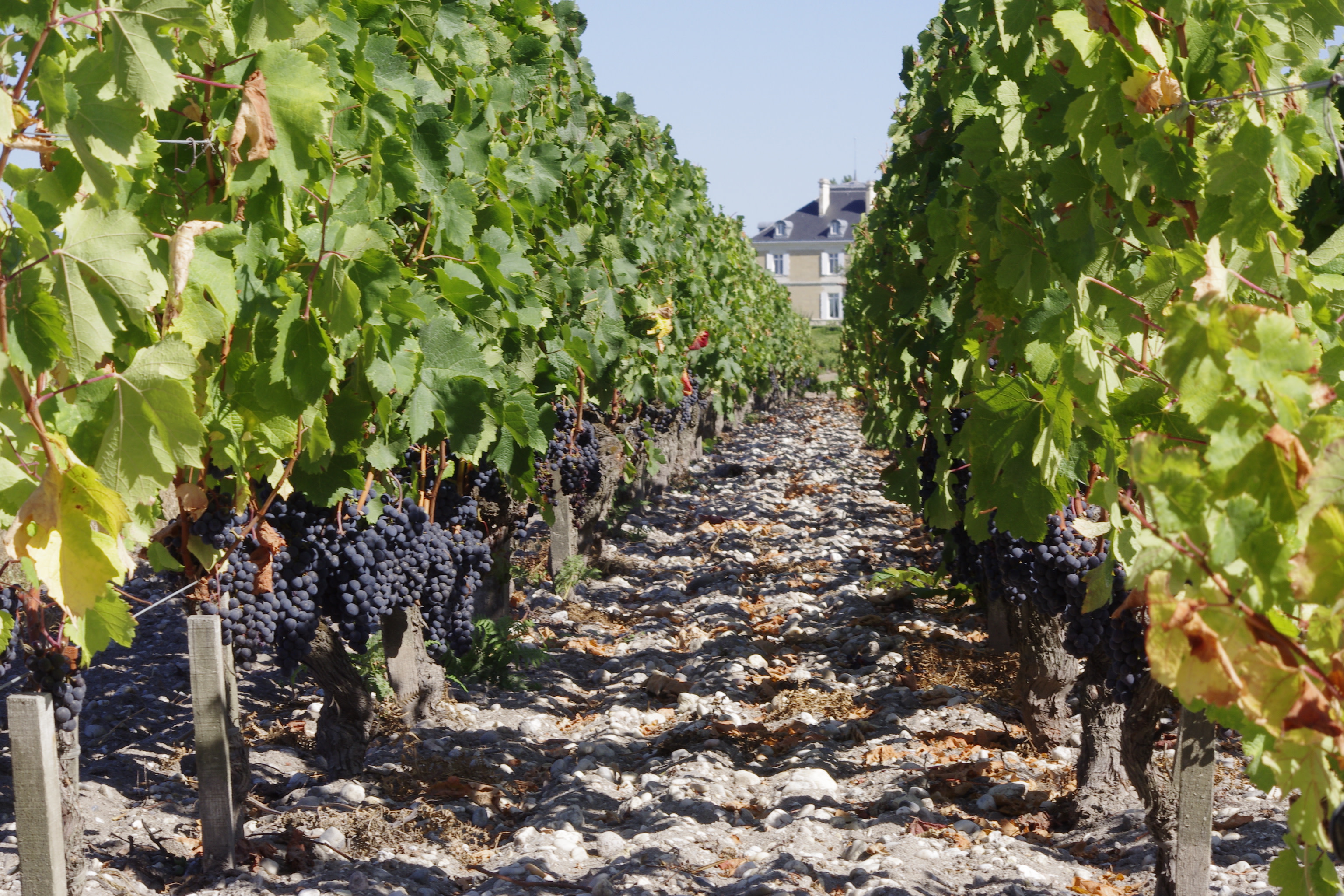 Terroir: What Is It, and How Does It Affect Your Wine?