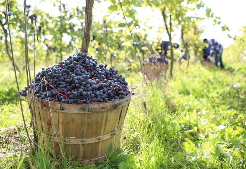 All About Organic Wine & Best Bottles to Buy in 2021