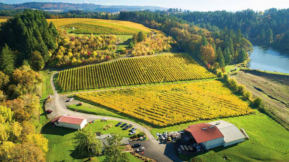 10 Best Oregon Pinot Noir Wines (2024): Taste, Prices, Uniqueness