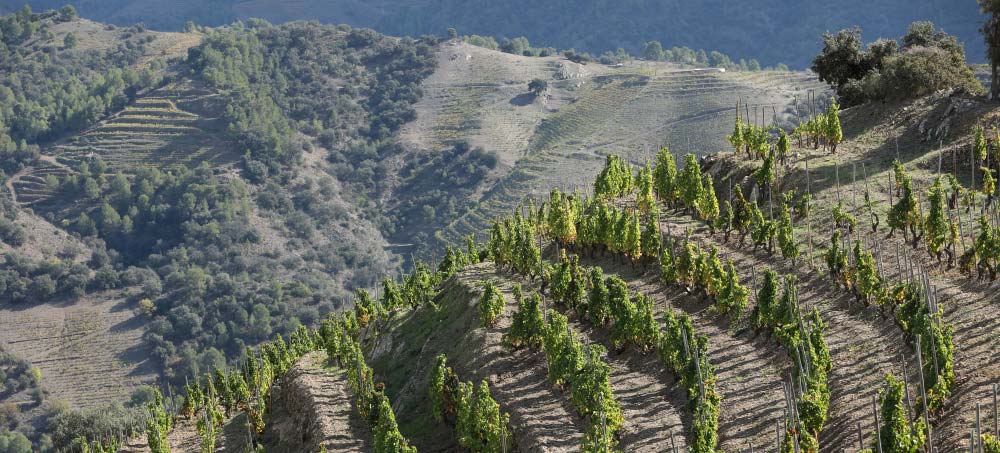 Alvaro Palacios Winery (10 Elegant Spanish Wines, Prices 2024)