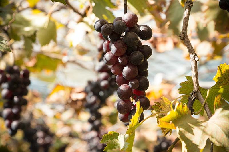 Carignan - Regions, Taste, Best Wines (2023)