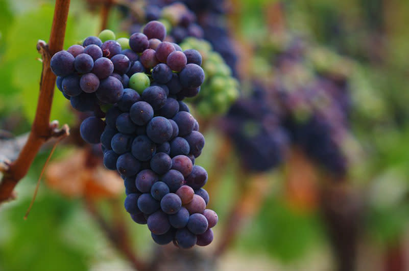 10 Best Oregon Pinot Noir Wines (2024): Taste, Prices, Uniqueness