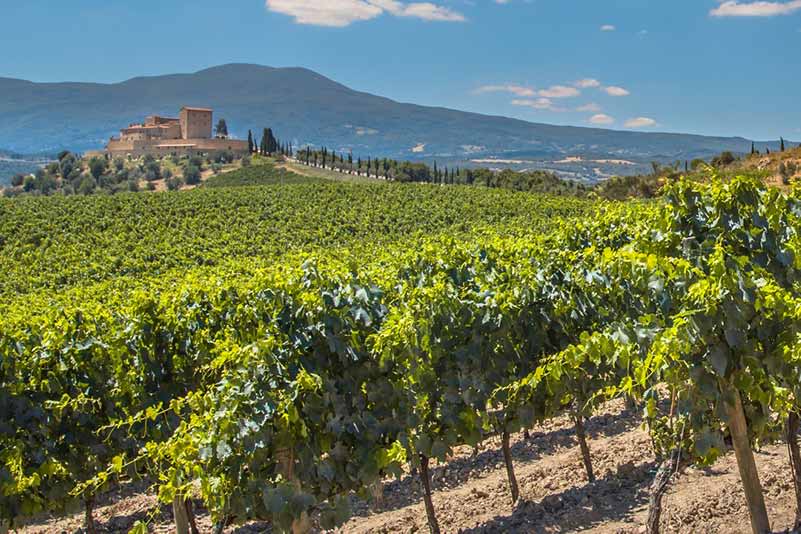 10 Most Famous Spanish Wine Regions (Winemaking, Best Wines 2023)