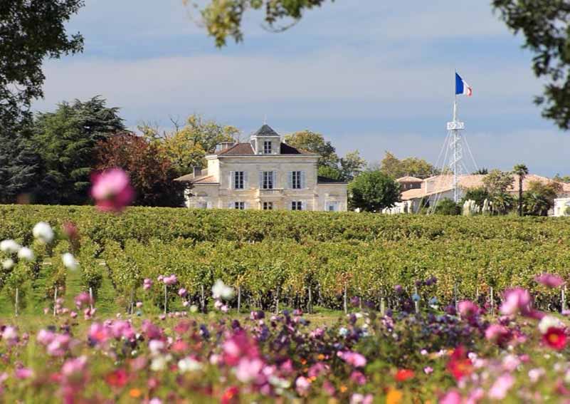 Chateau Montrose (Vineyards, Best Wines, Prices 2024)