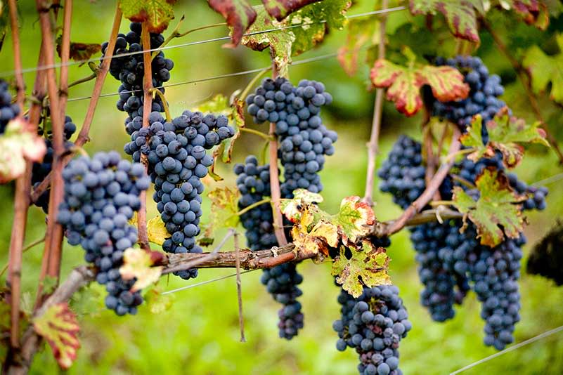 Cavallotto Fratelli, Piedmont: Wine Styles, Best Bottles, Prices (2023)