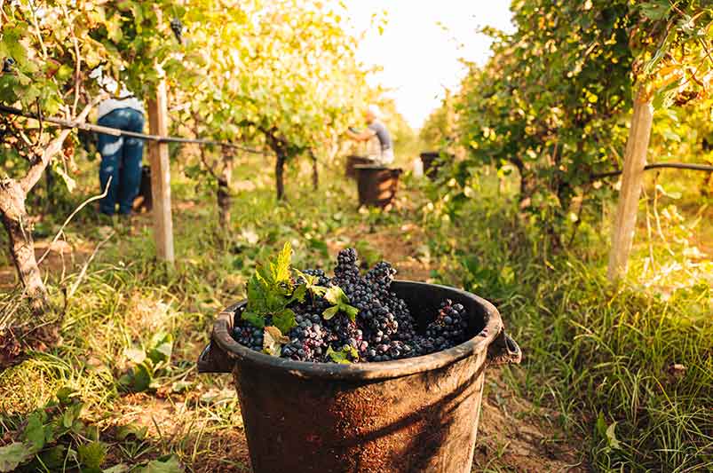 Primitivo: Wine Grape, Best Wines 2023, Zinfandel Connection