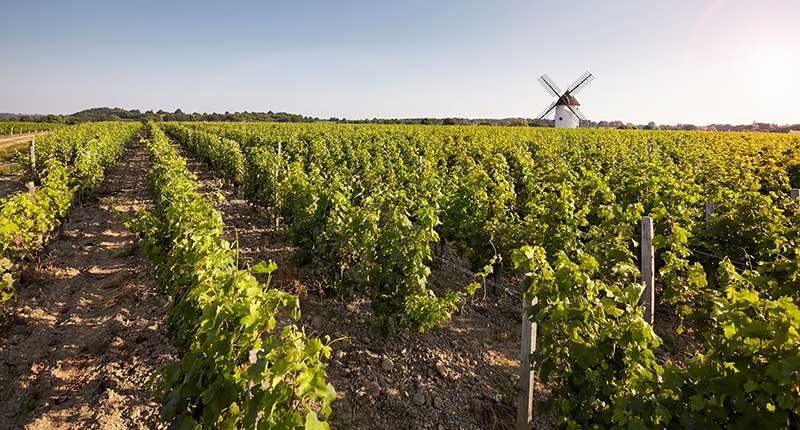 The Finest French Pinot Noir Wines To Buy in 2024 (Prices, Regions)