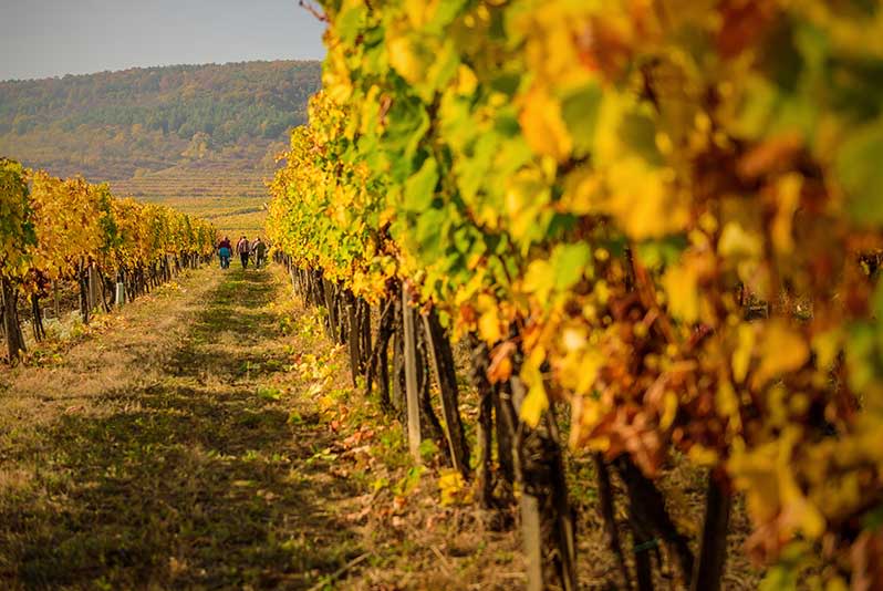 Hungary’s Tokaji Aszu: World’s Oldest Sweet Wine (10 Best Bottles, Prices)