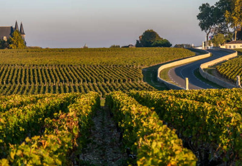 The Prestigious Haut Medoc Wine Region: 10 Best Wines, Prices (2024)
