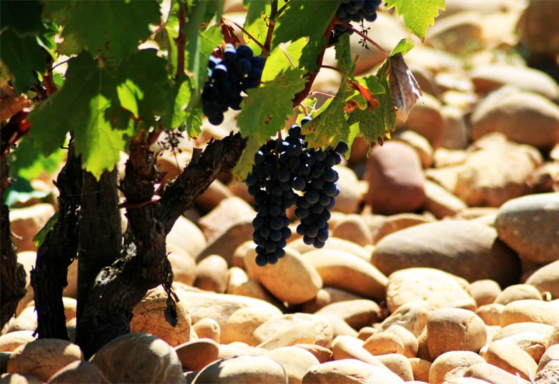 Syrah - Regions, Best Wines, Prices (2023)