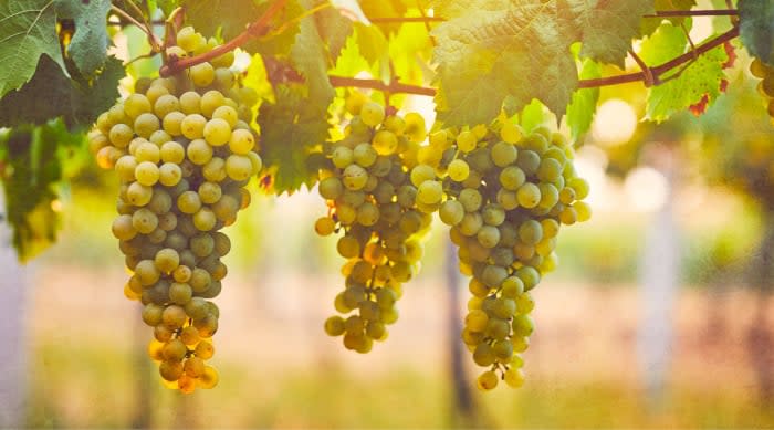 Condrieu (Wine Region, Best Wines, Prices 2023)