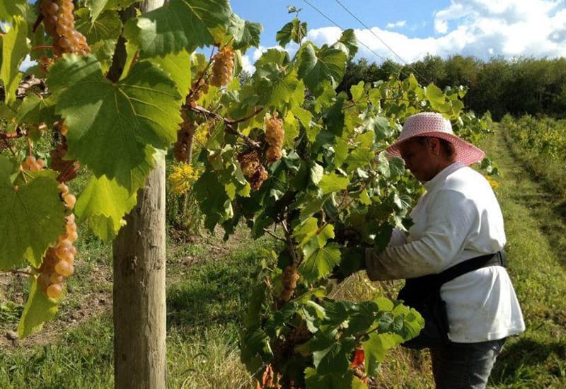 The Wine Making Process (6 Key Steps + How to Make Wine at Home)