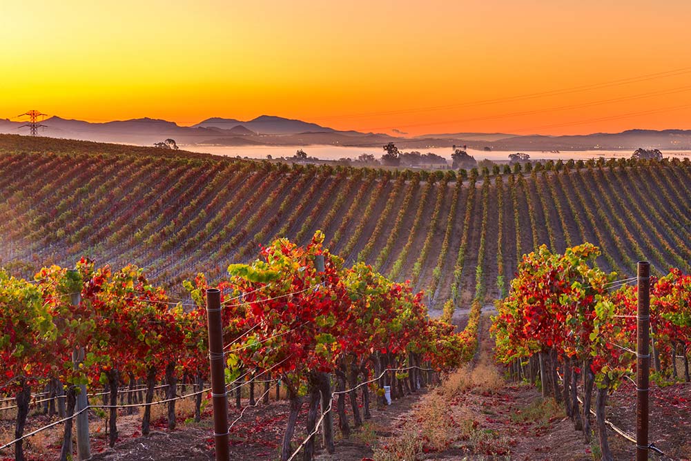 15 Best California Wines To Buy in 2023