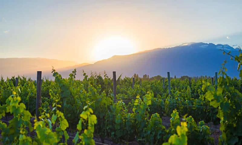 Malbec vs Merlot: 9 Significant Differences