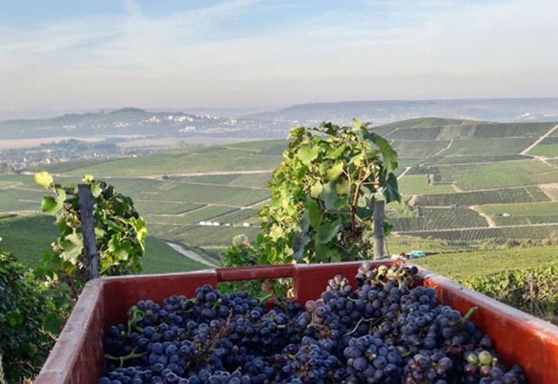 Bollinger Champagne - Winemaking, Styles, Best Wines (2023)