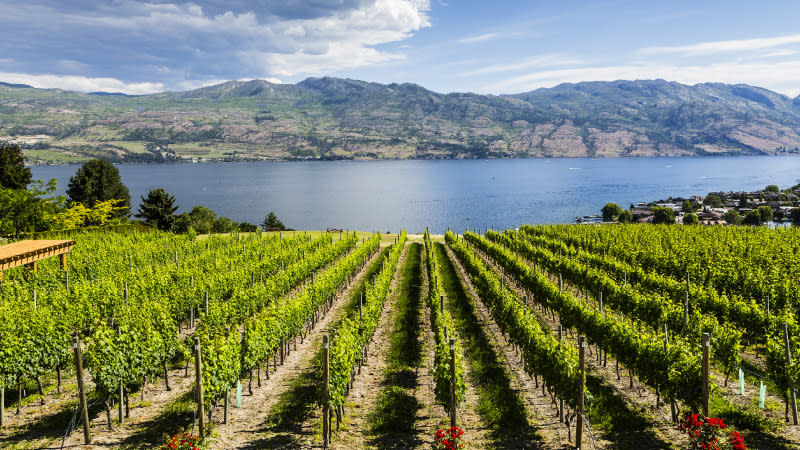 Terroir: What Is It, and How Does It Affect Your Wine?