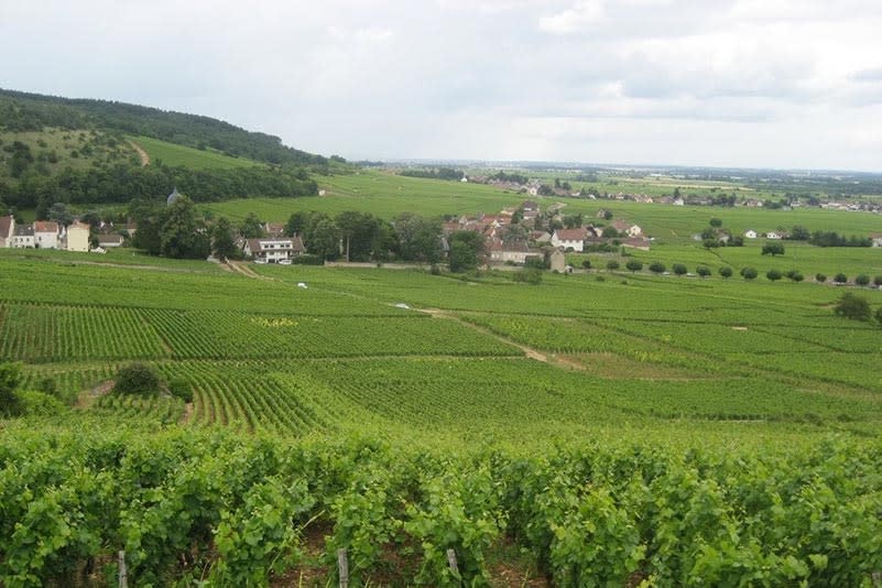 Roumier (Winemaking, Best Wines, Prices 2024)