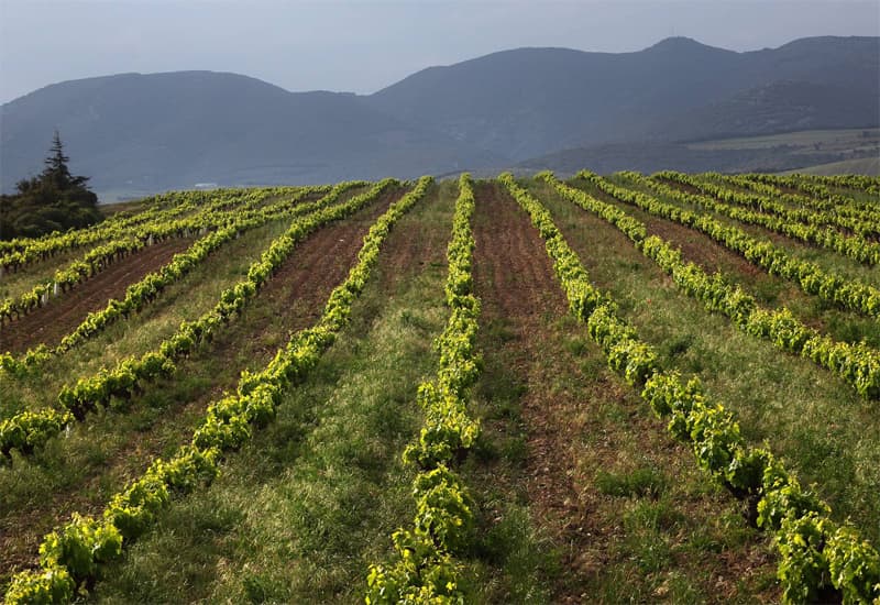 Faugeres AOC - Best Wines 2024, Grapes Used, Regulations