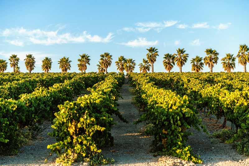 Sherry (Wine Styles, Flavors, 8 Best Bottles 2023)