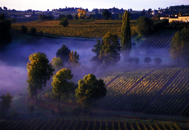 Bordeaux Wine: Regions, Best Wines, Prices (2022)