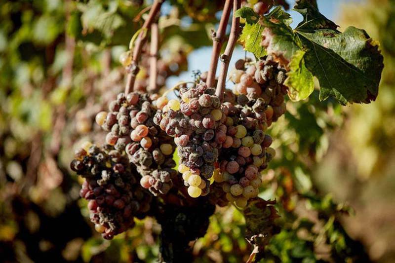 Chateau Coutet (Winemaking, 8 Best Vintages, Prices 2022)