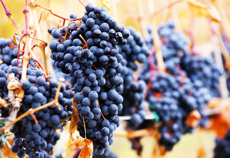 Shiraz (History, Regions, Best Wines 2023)